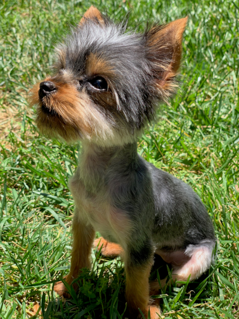 Yorkshire Terrier Puppies For Sale | Premier Pups
