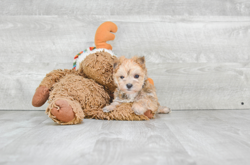Morkie Puppies for Sale – On-the-spot Adoption in Ohio / US Shipping