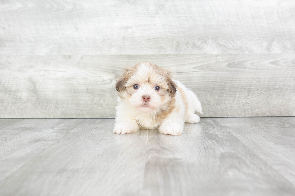 Havanese Puppies for Sale | PremierPups.com