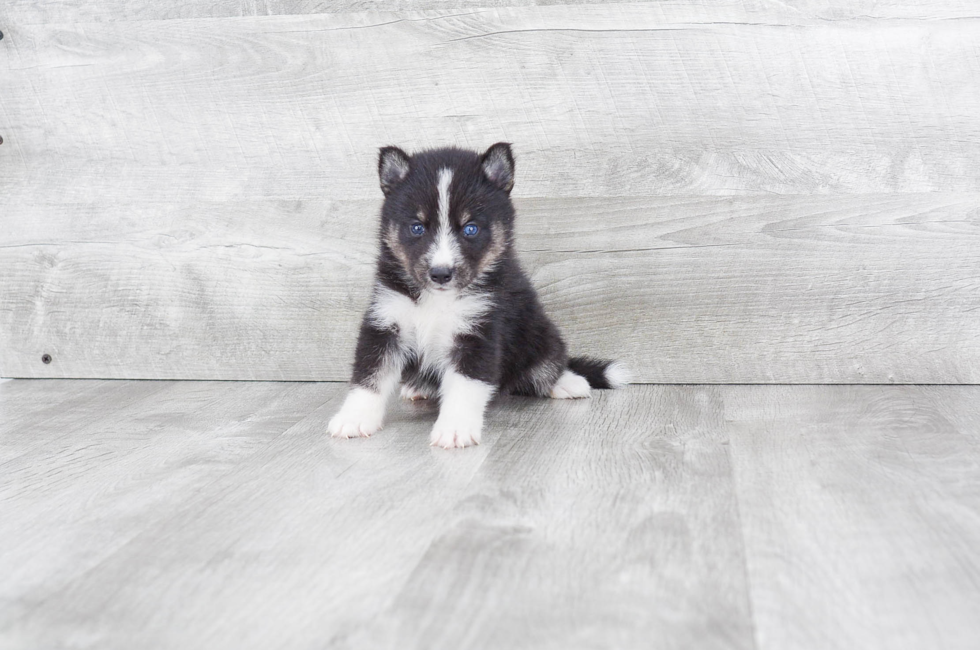 Pomsky puppies for sale | Small cross puppies breeds for sale in Ohio