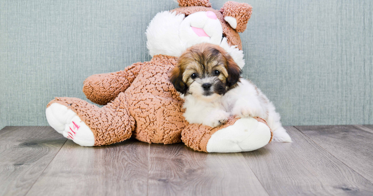 Small Teddy Bear Sully: 2lb 10oz Designer Puppy