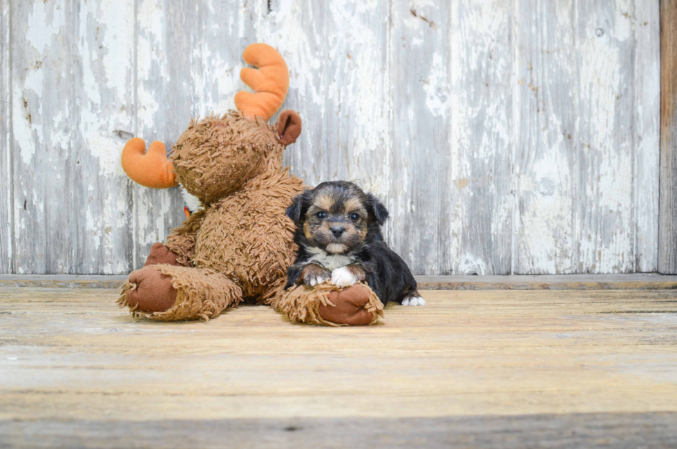 Morkie puppies for sale | Mixed Small Breed puppies for sale