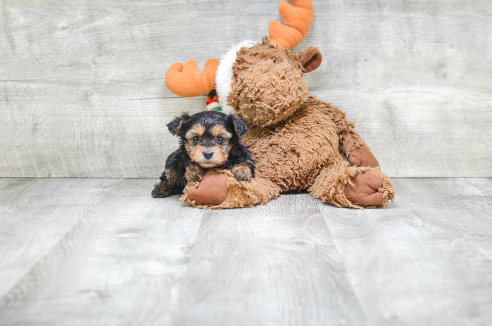 Small breed puppies for sale | Teacup Pups for sale in Ohio – Premier Pups