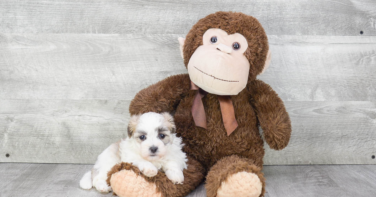 Cute Teddy Bear Gru: 3lb 2oz Designer Puppy