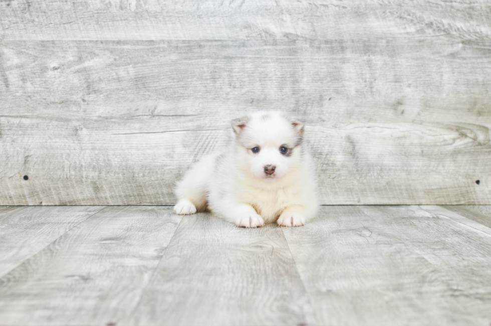 Pomsky puppies for sale | Small cross puppies breeds for sale in Ohio