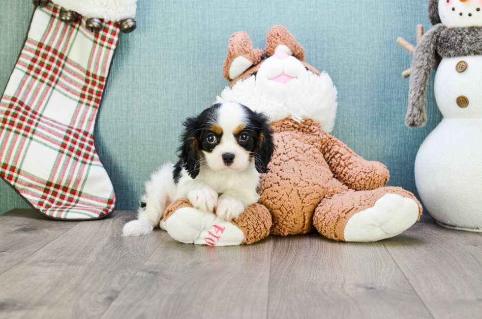 Premier Pups for sale in Ohio - Buy or adopt a puppy breed on Premier Pup