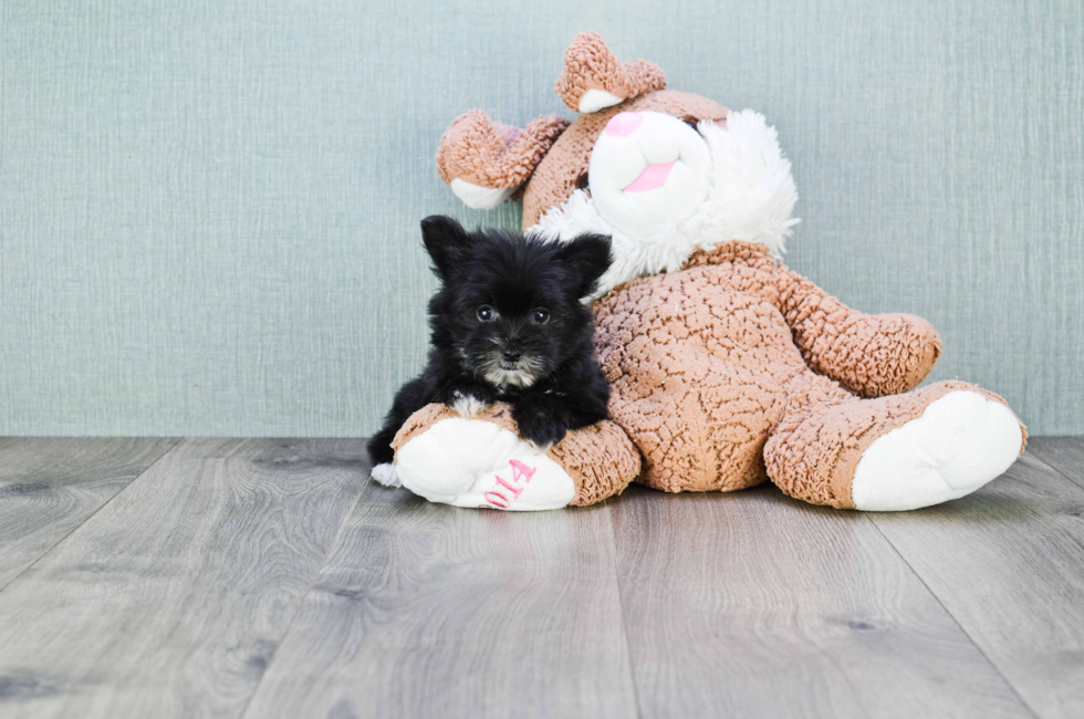 Morkie puppies for sale | Mixed Small Breed puppies for sale