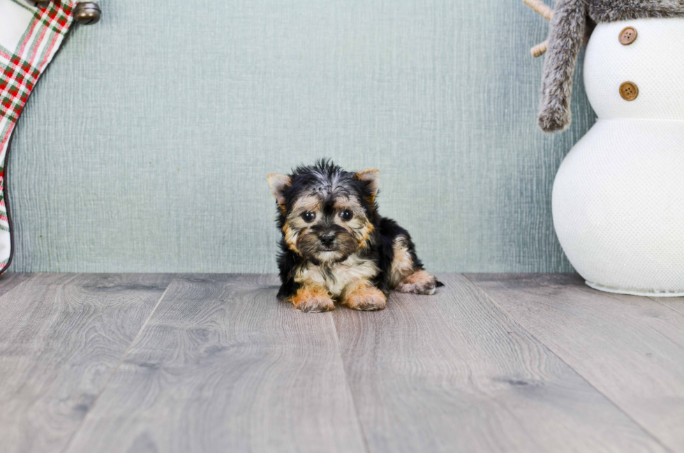 Morkie puppies for sale | Mixed Small Breed puppies for sale