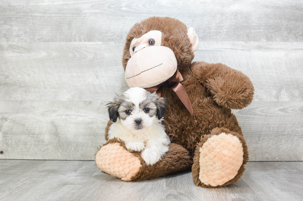 Teddy Bear Puppies for Sale – Shichon Puppies | Premierpups.com