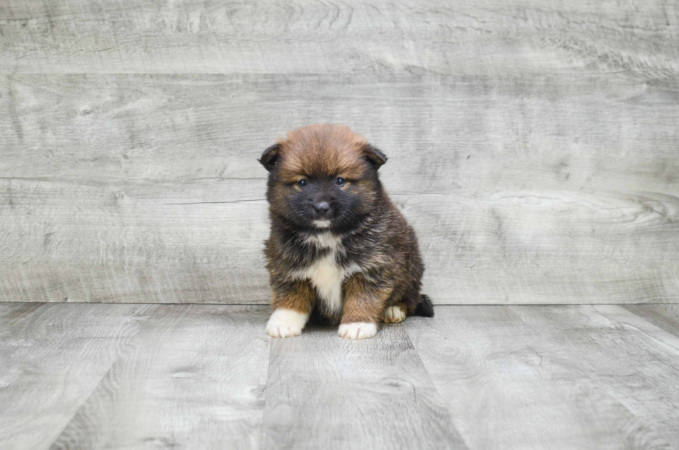 Pomsky puppies for sale | Small cross puppies breeds for sale in Ohio