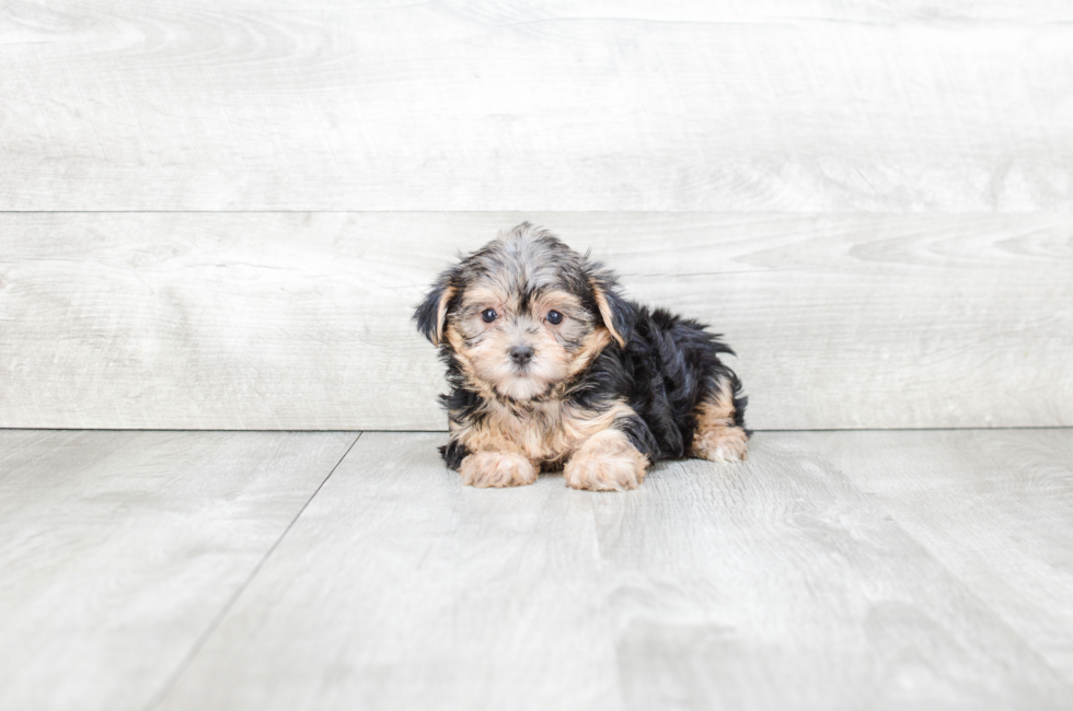 Morkie Puppies for Sale – On-the-spot Adoption in Ohio / US Shipping