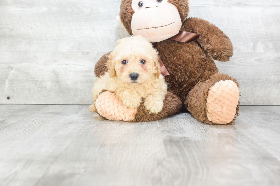 Small breed puppies for sale | Teacup Pups for sale in Ohio – Premier Pups