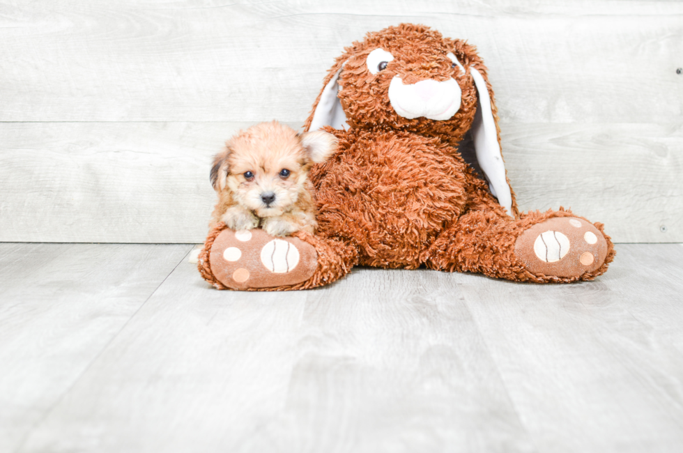 Small breed puppies for sale | Teacup Pups for sale in Ohio – Premier Pups