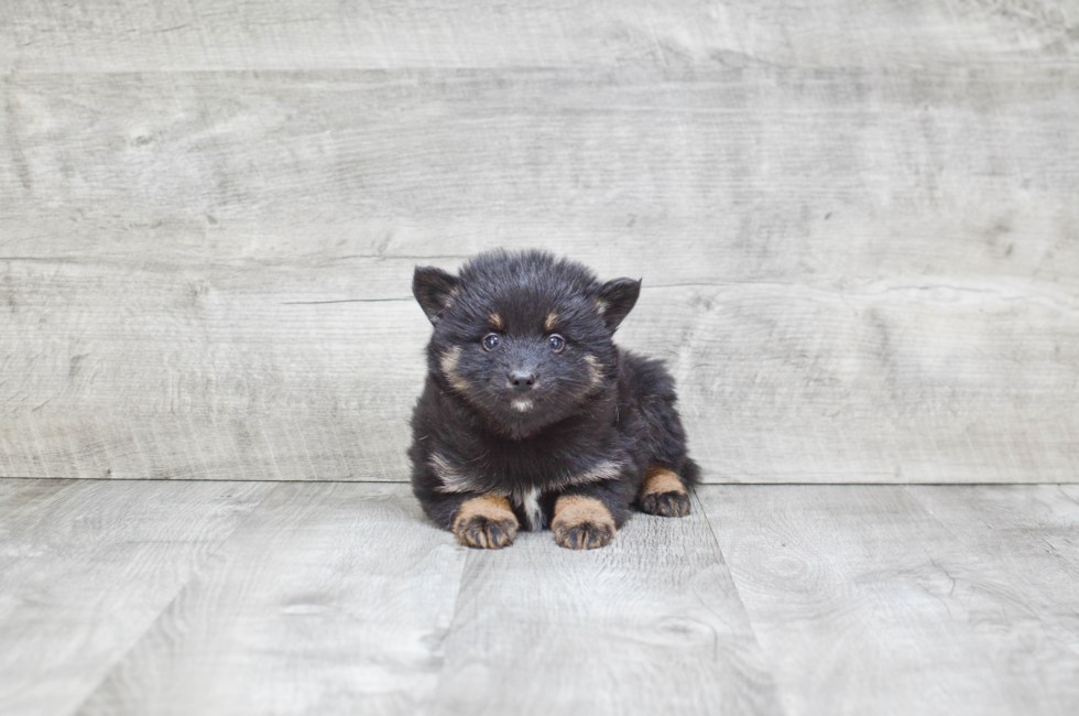 Pomsky puppies for sale | Small cross puppies breeds for sale in Ohio