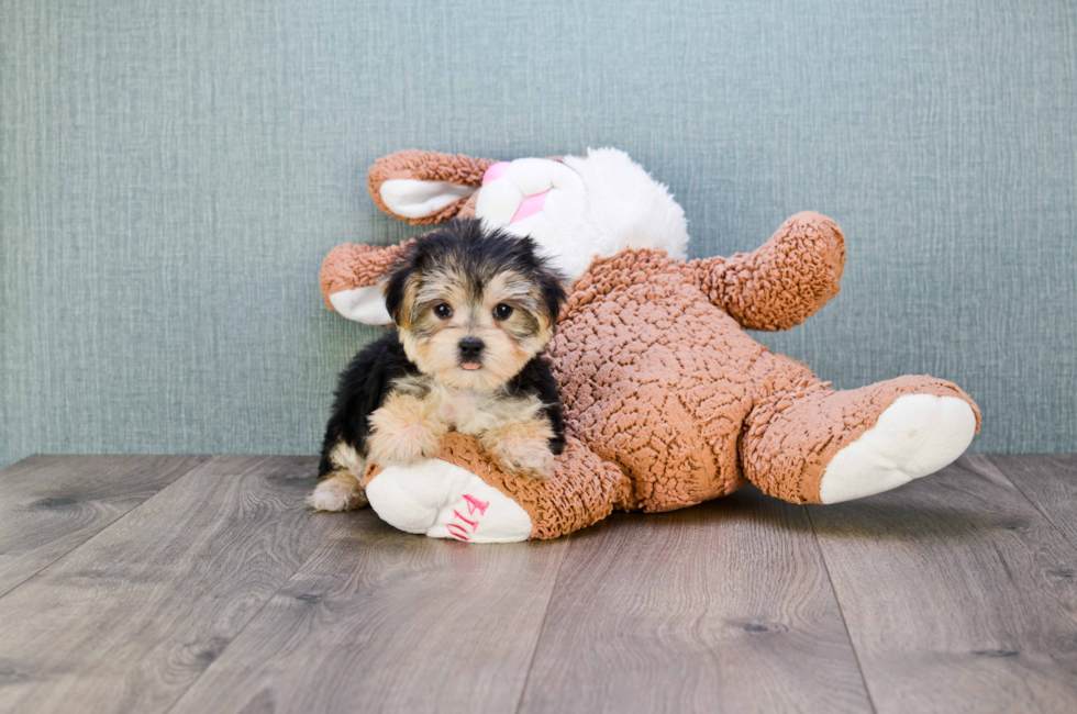 Morkie puppies for sale | Mixed Small Breed puppies for sale