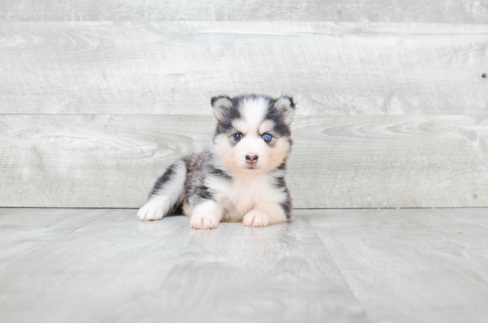Pomsky puppies for sale | Small cross puppies breeds for sale in Ohio