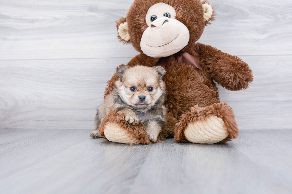 Small breed puppies for sale | Teacup Pups for sale in Ohio – Premier Pups