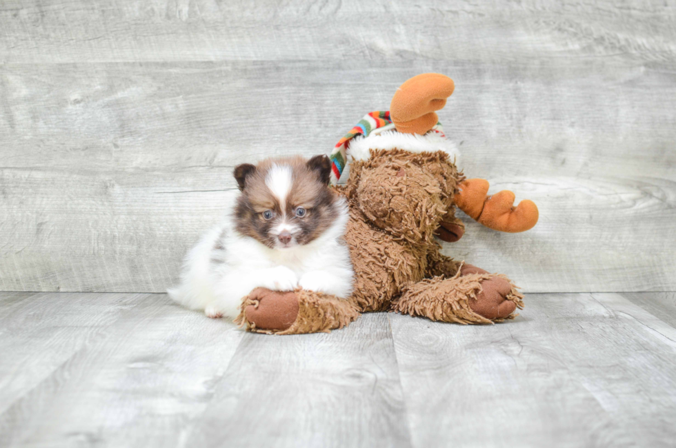 Small breed puppies for sale | Teacup Pups for sale in Ohio – Premier Pups