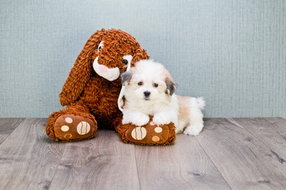 Havanese puppies for sale | Small purebred Havanese puppies for sale in ...