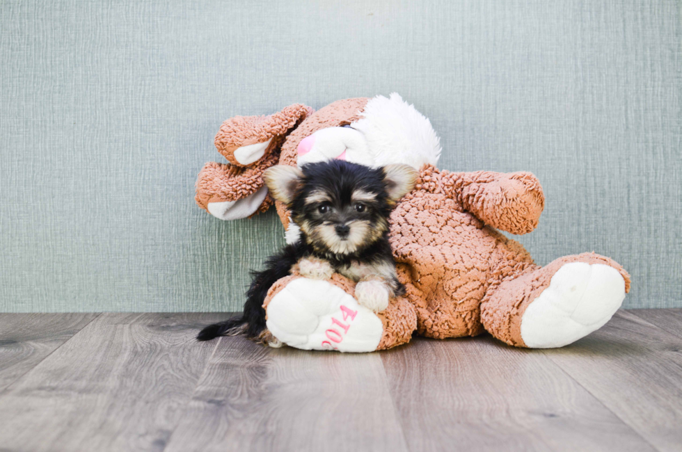 Morkie puppies for sale | Mixed Small Breed puppies for sale