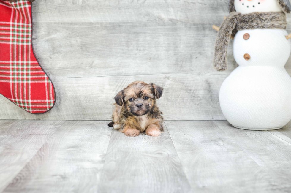Small breed puppies for sale | Teacup Pups for sale in Ohio – Premier Pups