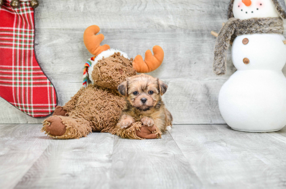 Shorkie puppies for sale | Small cross breed puppies for sale in Ohio