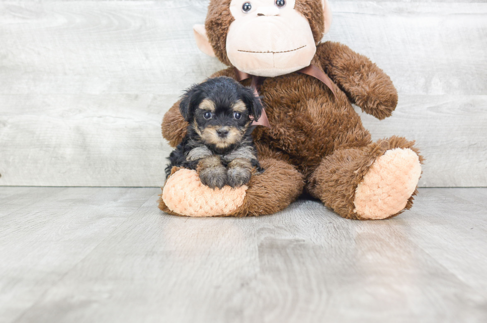 Small breed puppies for sale | Teacup Pups for sale in Ohio – Premier Pups