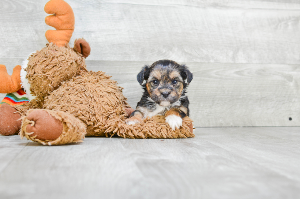 Morkie Puppies for Sale – On-the-spot Adoption in Ohio / US Shipping