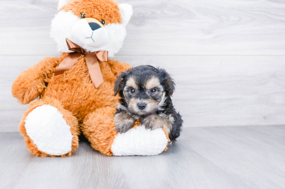 Morkie Puppies for Sale – On-the-spot Adoption in Ohio / US Shipping