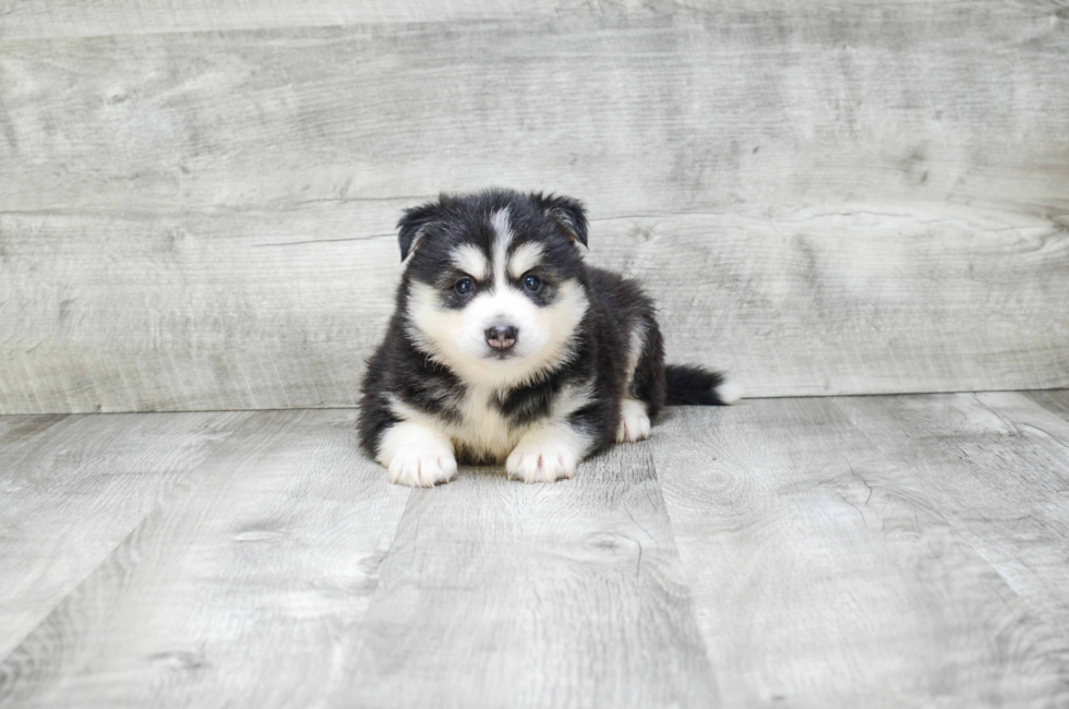Pomsky puppies for sale | Small cross puppies breeds for sale in Ohio