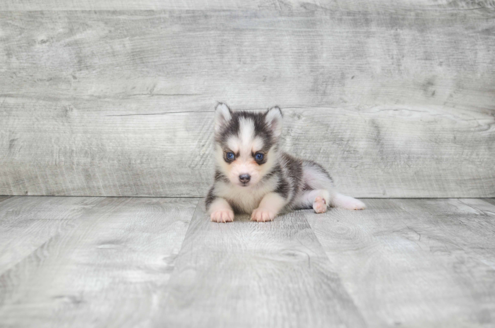 Pomsky puppies for sale | Small cross puppies breeds for sale in Ohio