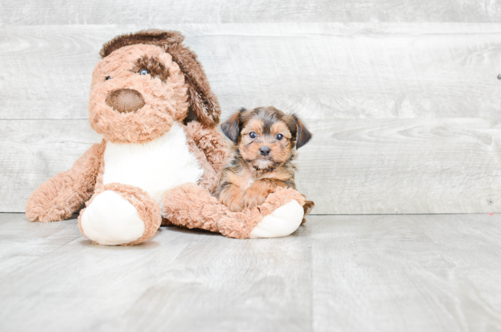 Shorkie puppies for sale | Small cross breed puppies for sale in Ohio