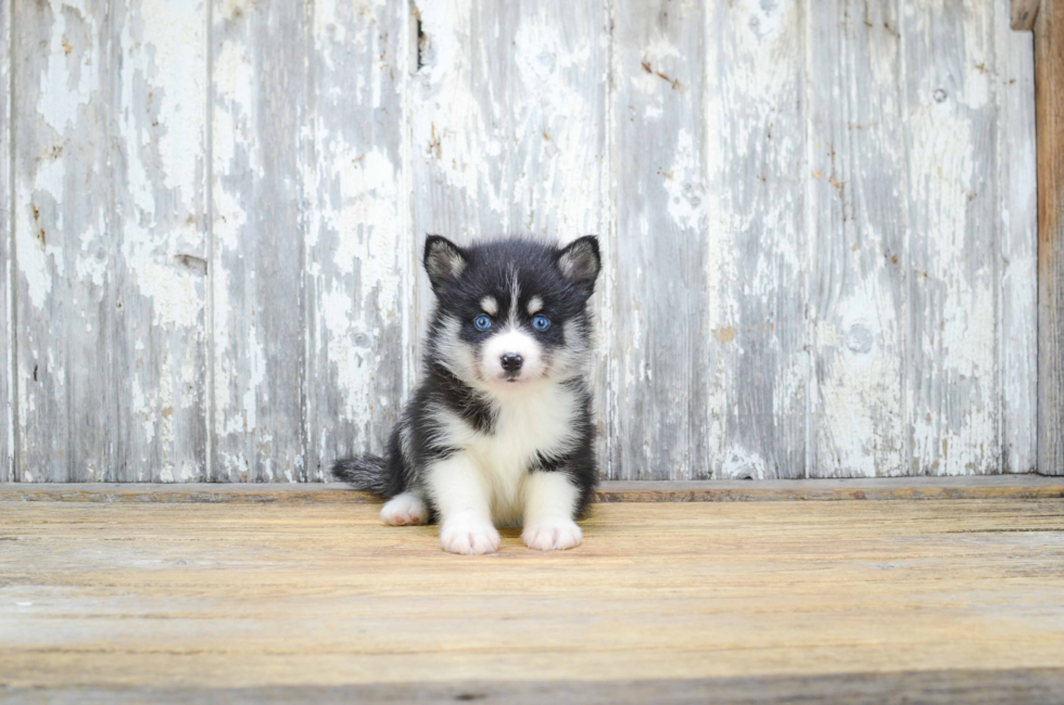 Pomsky puppies for sale | Small cross puppies breeds for sale in Ohio