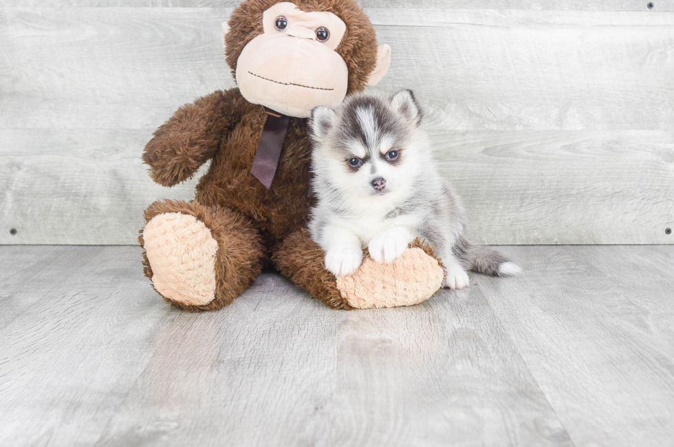 Pomsky puppies for sale | Small cross puppies breeds for sale in Ohio
