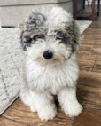 Mini Sheepadoodle for Sale | Premier Pups located in Ohio