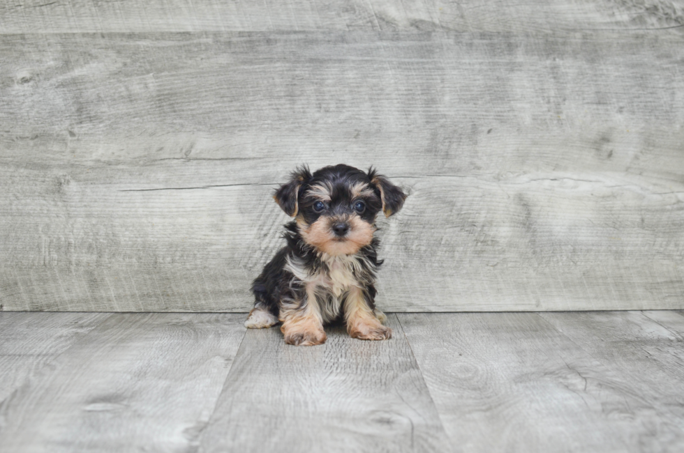 Morkie puppies for sale | Mixed Small Breed puppies for sale
