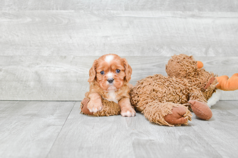 Cavalier Puppies for Sale – Small-breed Pups | Premierpups.com