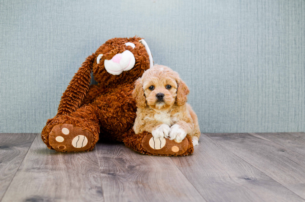 Small breed puppies for sale | Teacup Pups for sale in Ohio – Premier Pups