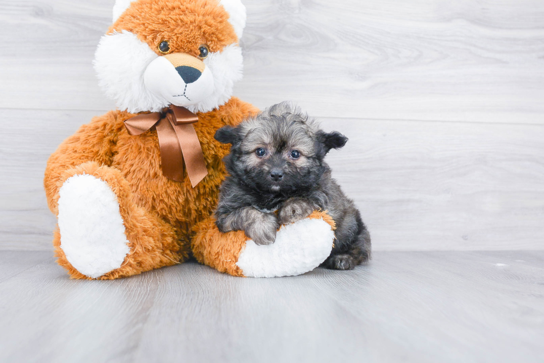 Pomapoo Puppy Photos and More - Premier Pups