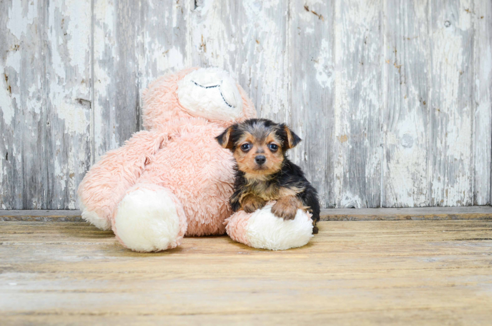 Morkie puppies for sale | Mixed Small Breed puppies for sale