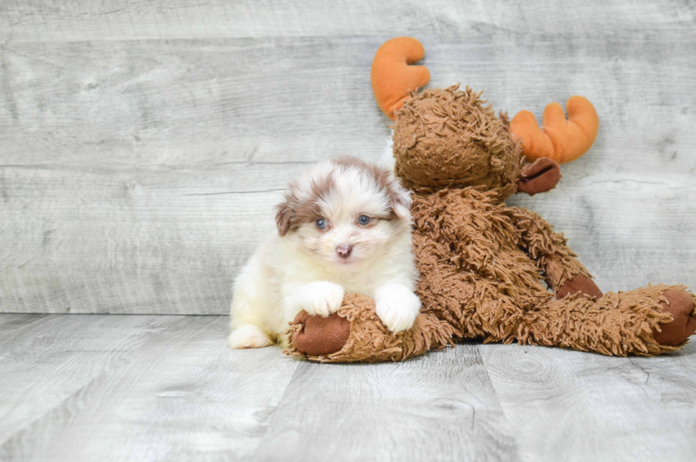 Pomeranian puppies for sale | Teacup breed Pom puppies for sale in Ohio