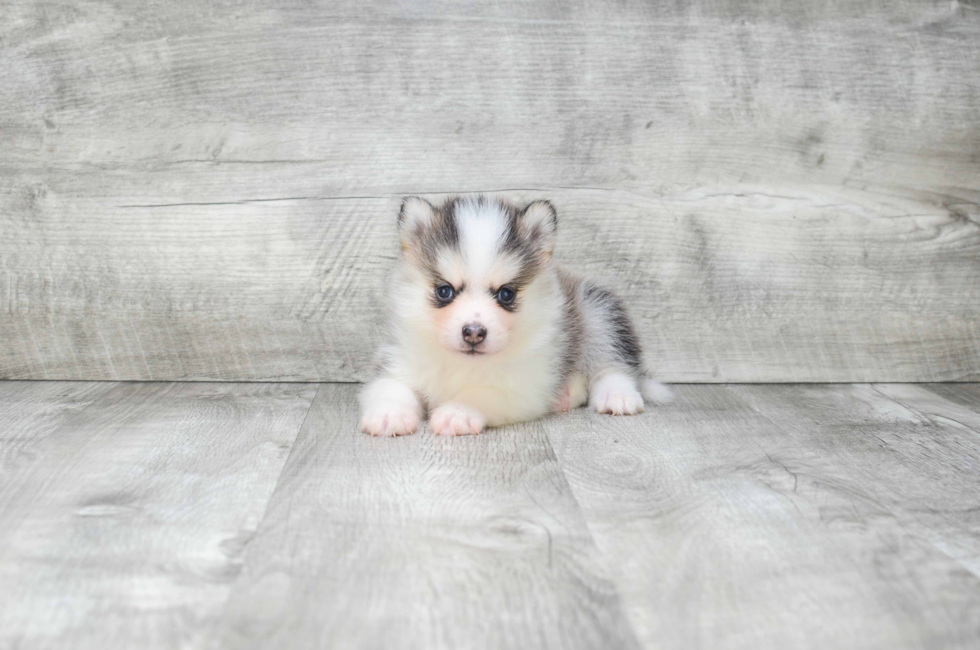 Pomsky puppies for sale | Small cross puppies breeds for sale in Ohio