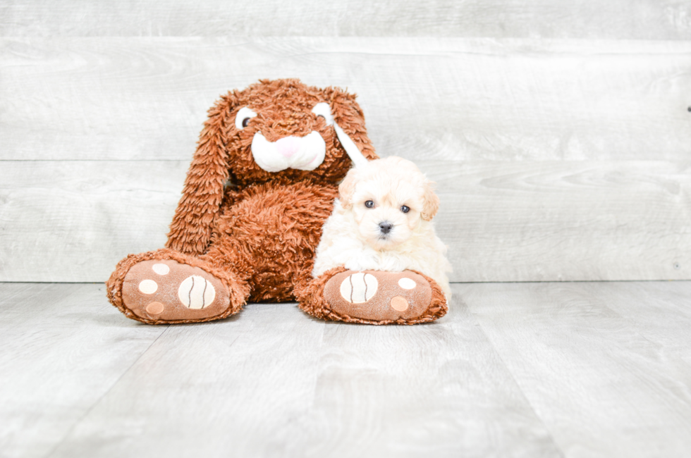 Small breed puppies for sale | Teacup Pups for sale in Ohio – Premier Pups