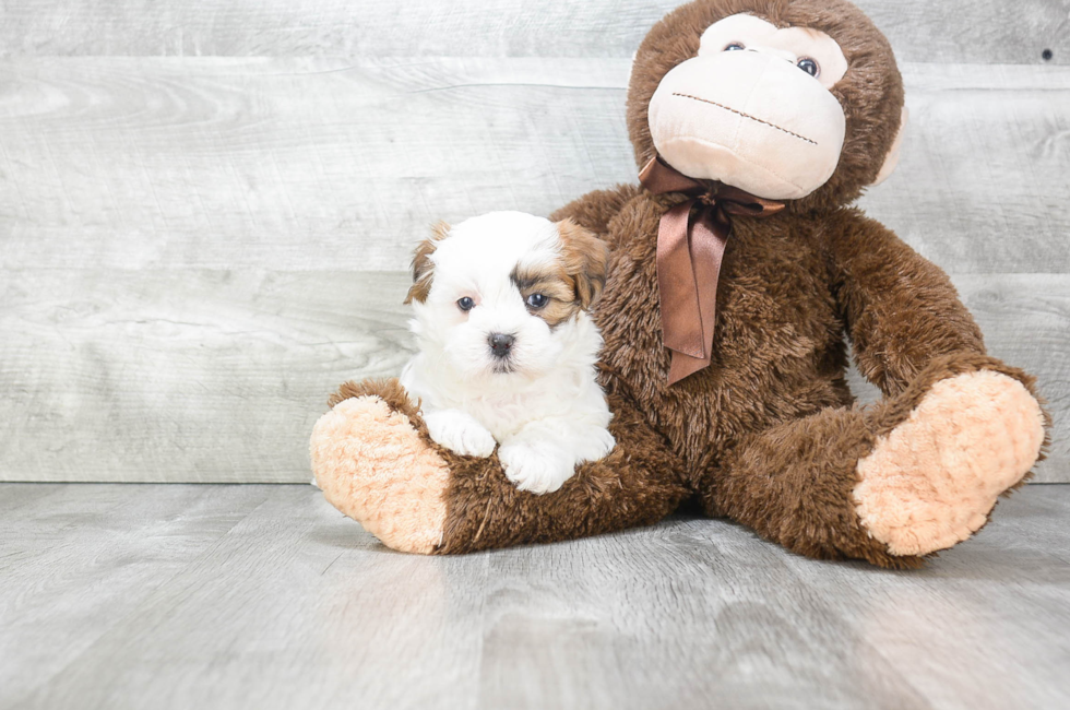 Teddy Bear Puppies for Sale – Shichon Puppies | Premierpups.com