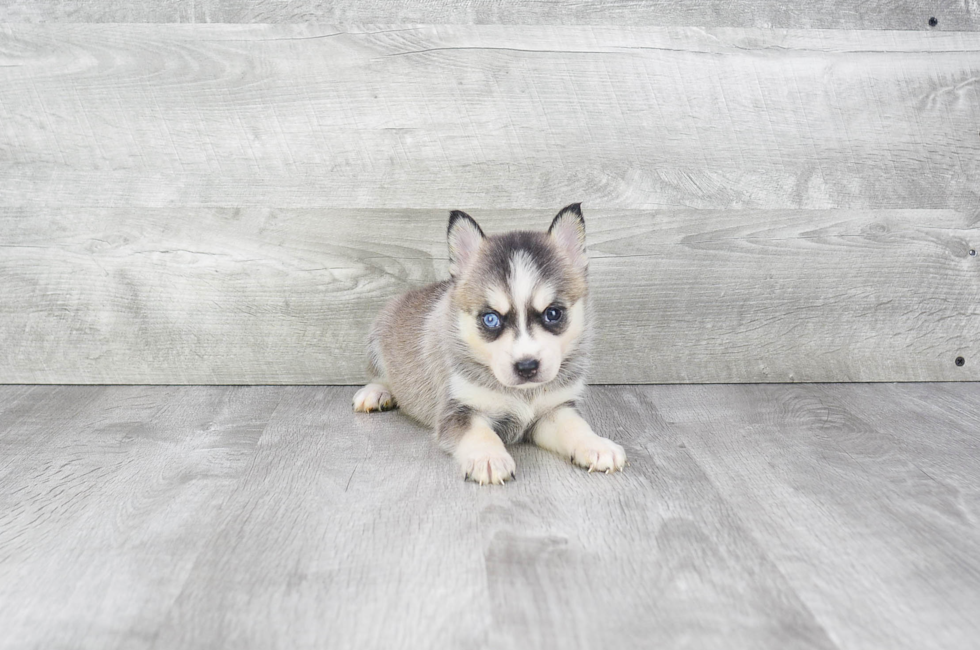 Pomsky puppies for sale | Small cross puppies breeds for sale in Ohio