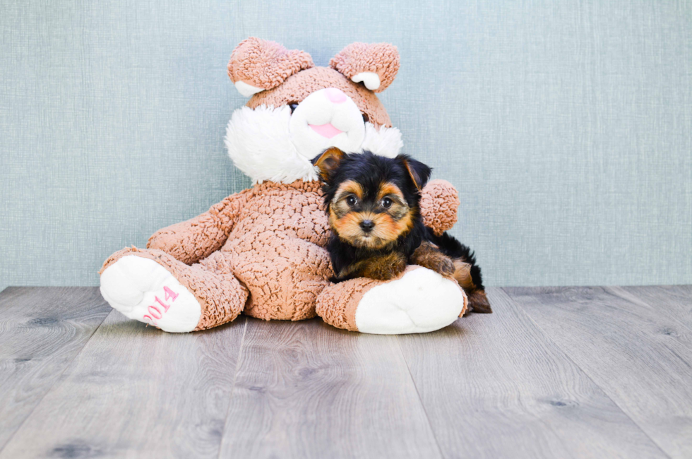 AKC Yorkie puppies for sale | Buy Teacup Yorkshire Terrier Pups
