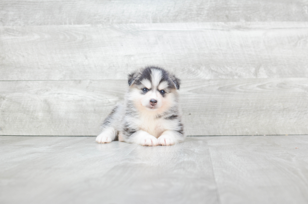 Pomsky puppies for sale | Small cross puppies breeds for sale in Ohio