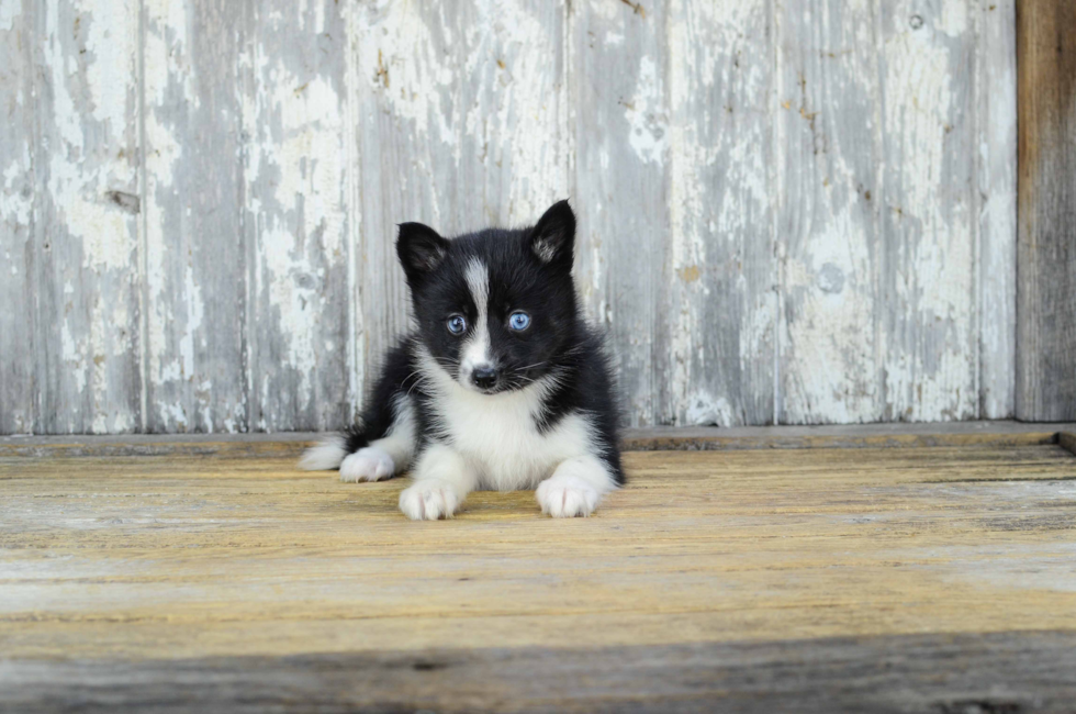 Pomsky puppies for sale | Small cross puppies breeds for sale in Ohio