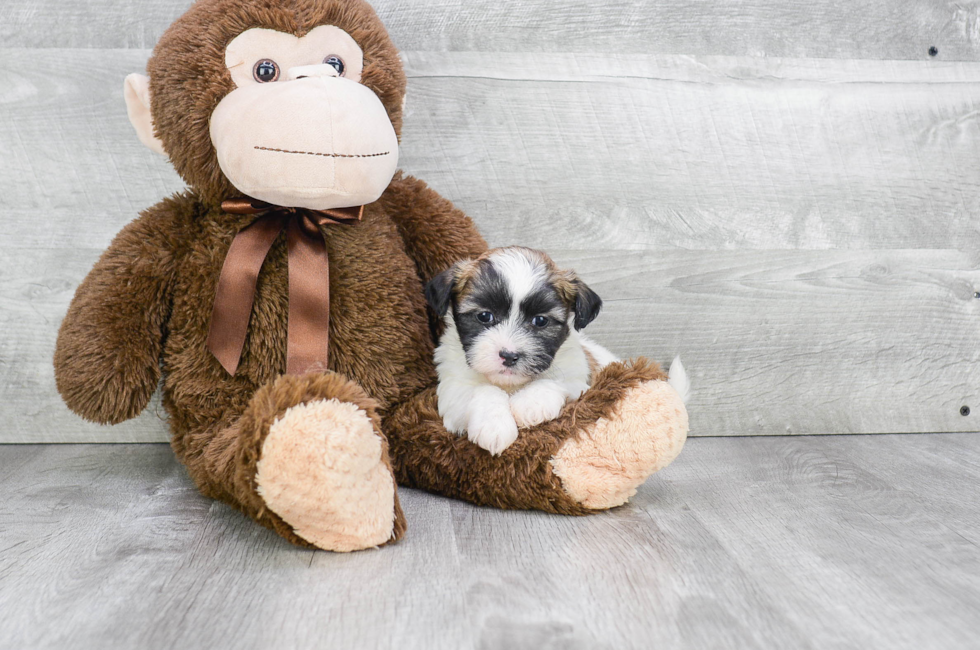 Teddy Bear Puppies for Sale – Shichon Puppies | Premierpups.com
