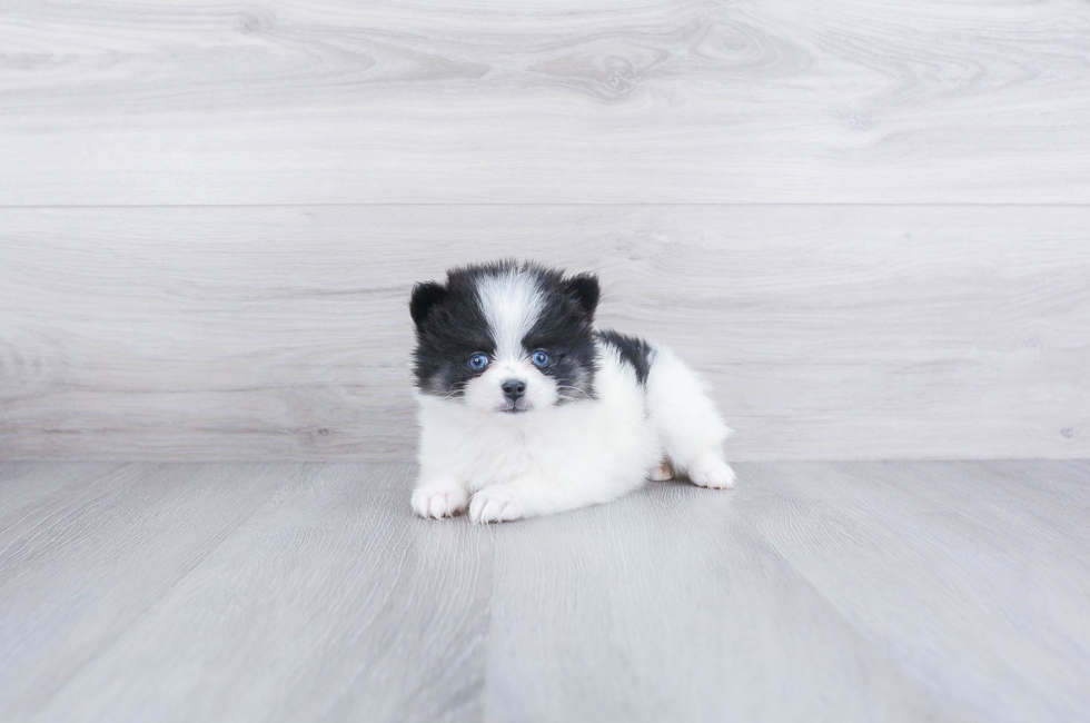 Pomsky Puppies For Sale Online | Comfortable US Shipping Available